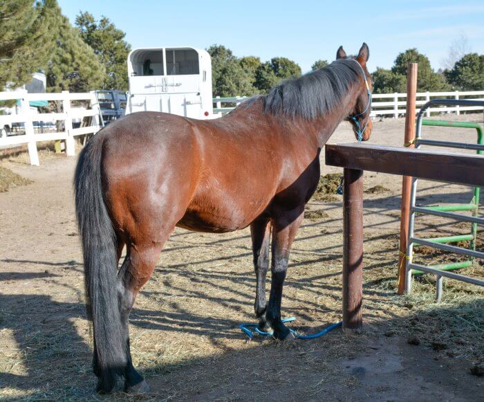 Springtime Riding Plan Week 1 – Back To Basics