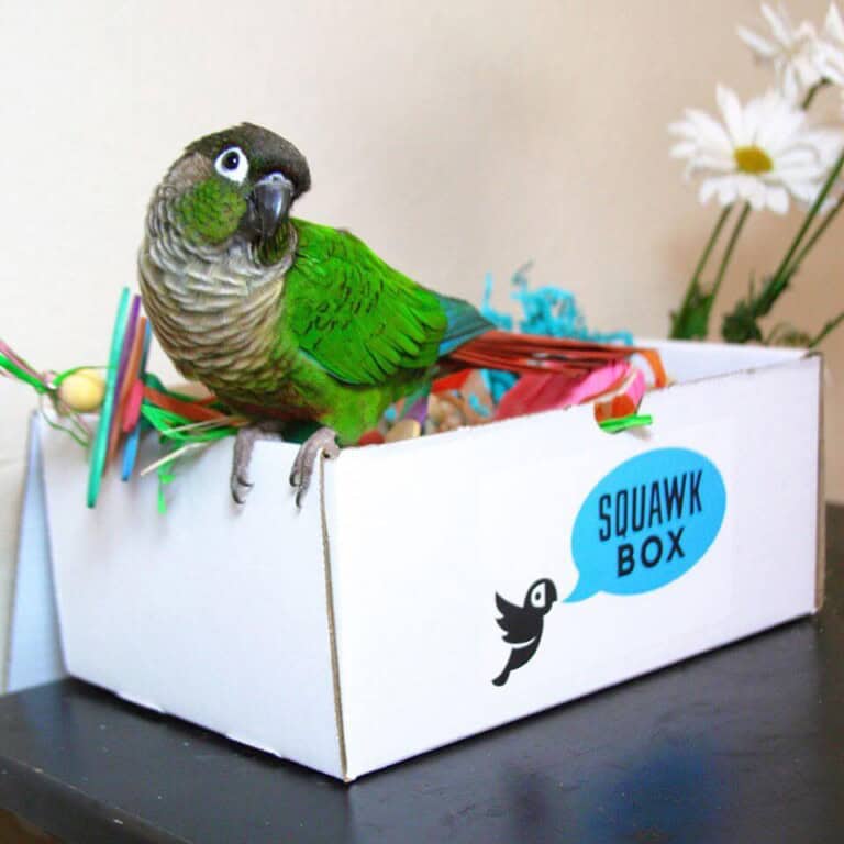 Five Unique Pet Subscription Boxes for Animal Lovers