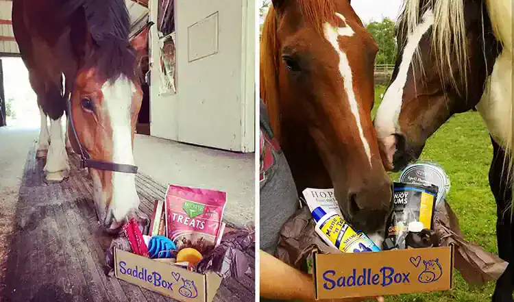 Monthly Gifts for Horse Lovers & Owners | SaddleBox