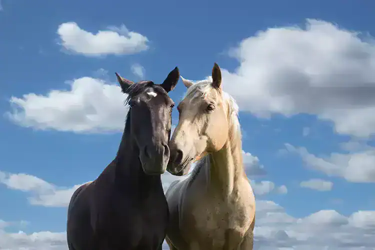 Six Simple Ways to Help Horses in Need