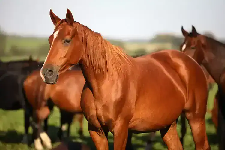 Understanding Your Horse’s Body Language