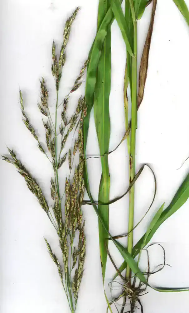 Steer Your Horse Clear From These Toxic Plants