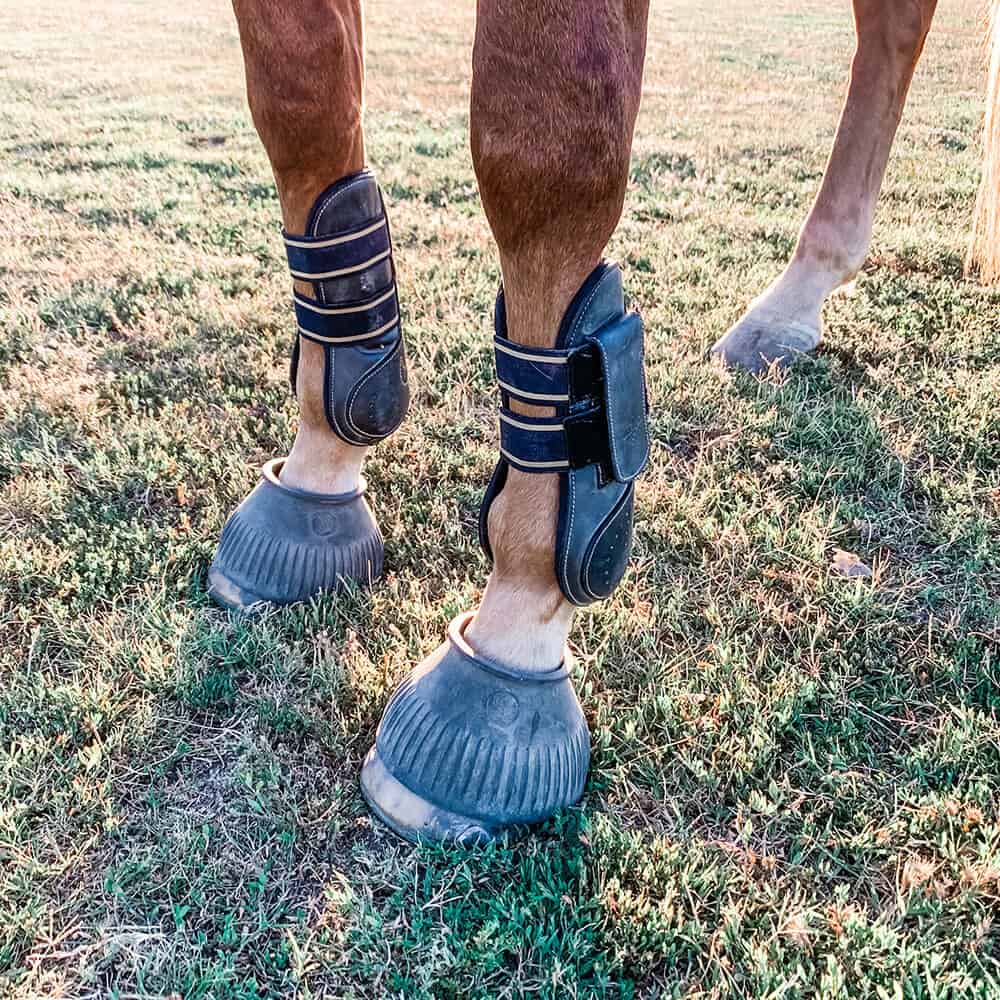 Types of Leg Protection for Horses: The Ultimate List