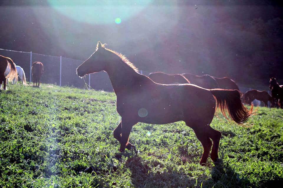 Turning Out: 6 Ways That Turnout Benefits a Horse’s Health