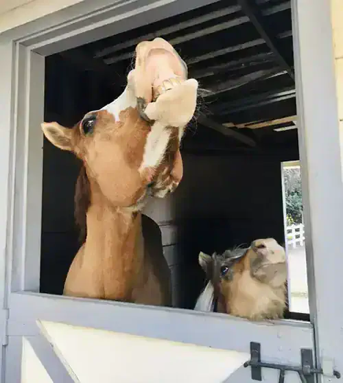 5 Ways to Help Your Horse Socialize with Other Horses