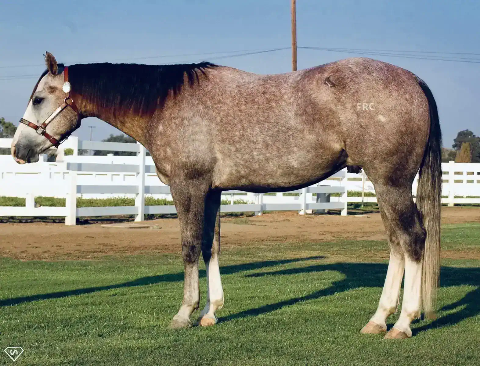 How to Take Great Sale Photos of Your Horse