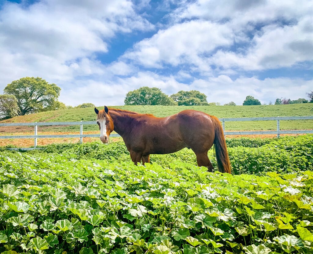 When Should You Retire Your Horse?