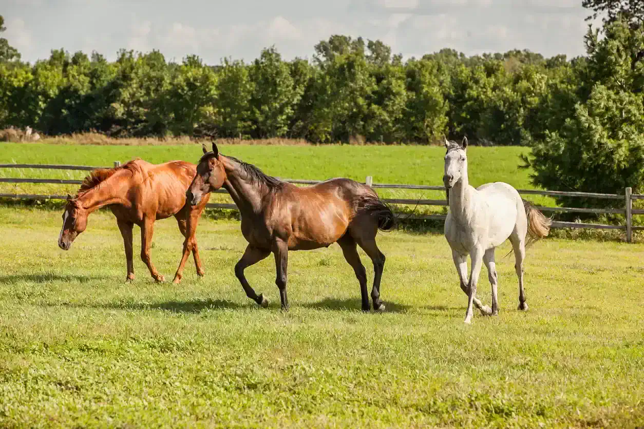 Tips for Introducing a Horse to a New Pasture