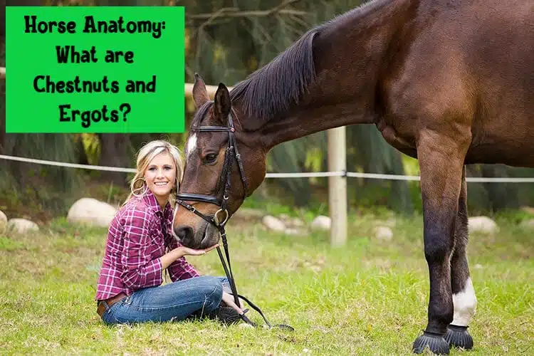 Horse Anatomy: What are Chestnuts and Ergots?