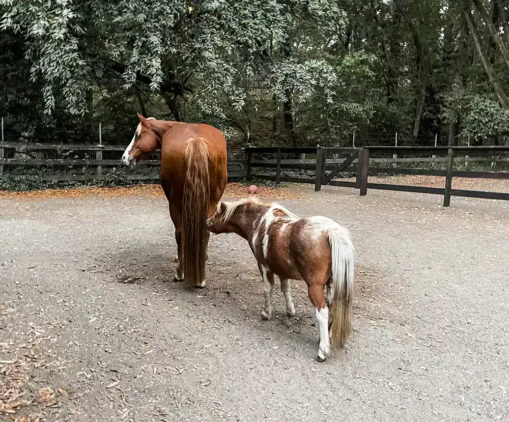 How to Know If Your Horse Needs a Companion