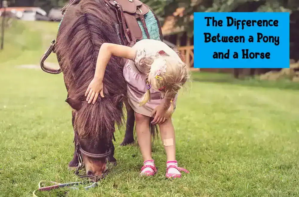 The Difference Between a Pony and a Horse