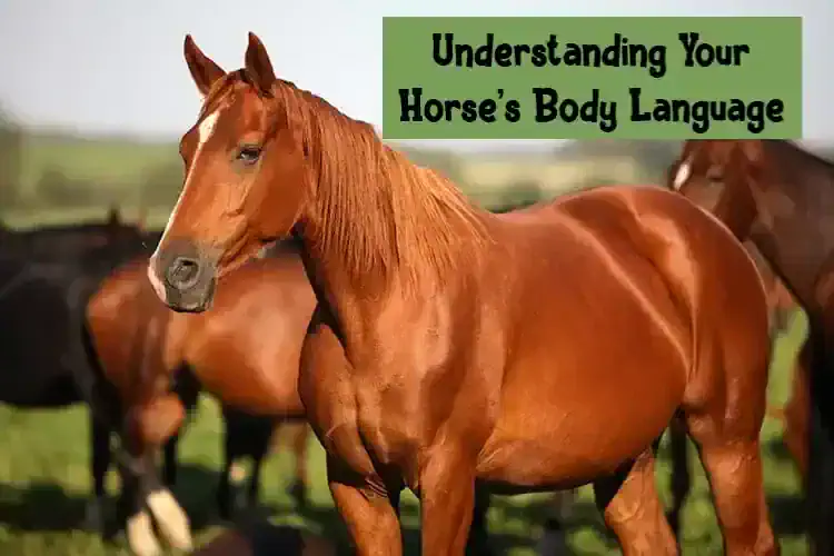 Understanding Your Horse’s Body Language