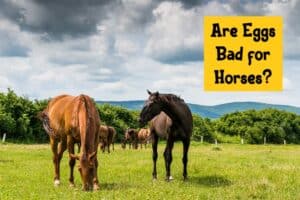 Are Eggs Bad for Horses?