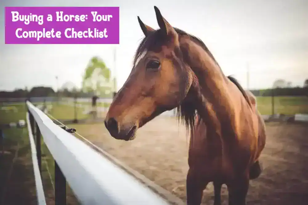 Buying a Horse: Your Complete Checklist