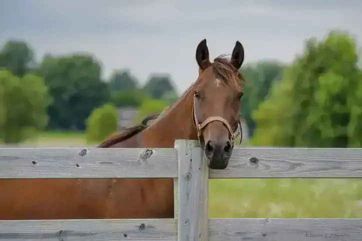 Introducing Horses Over Fence
