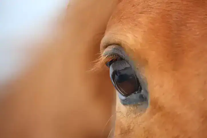 5 Interesting Facts You Didn’t Know About Horses